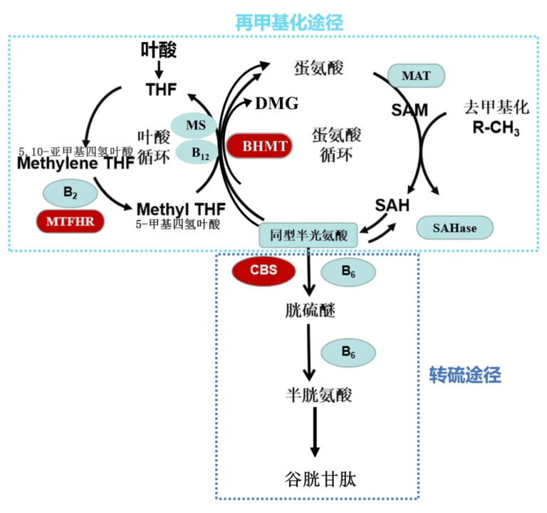 从Hcy代谢路径入手，解析Hcy! – 泰乐德医疗